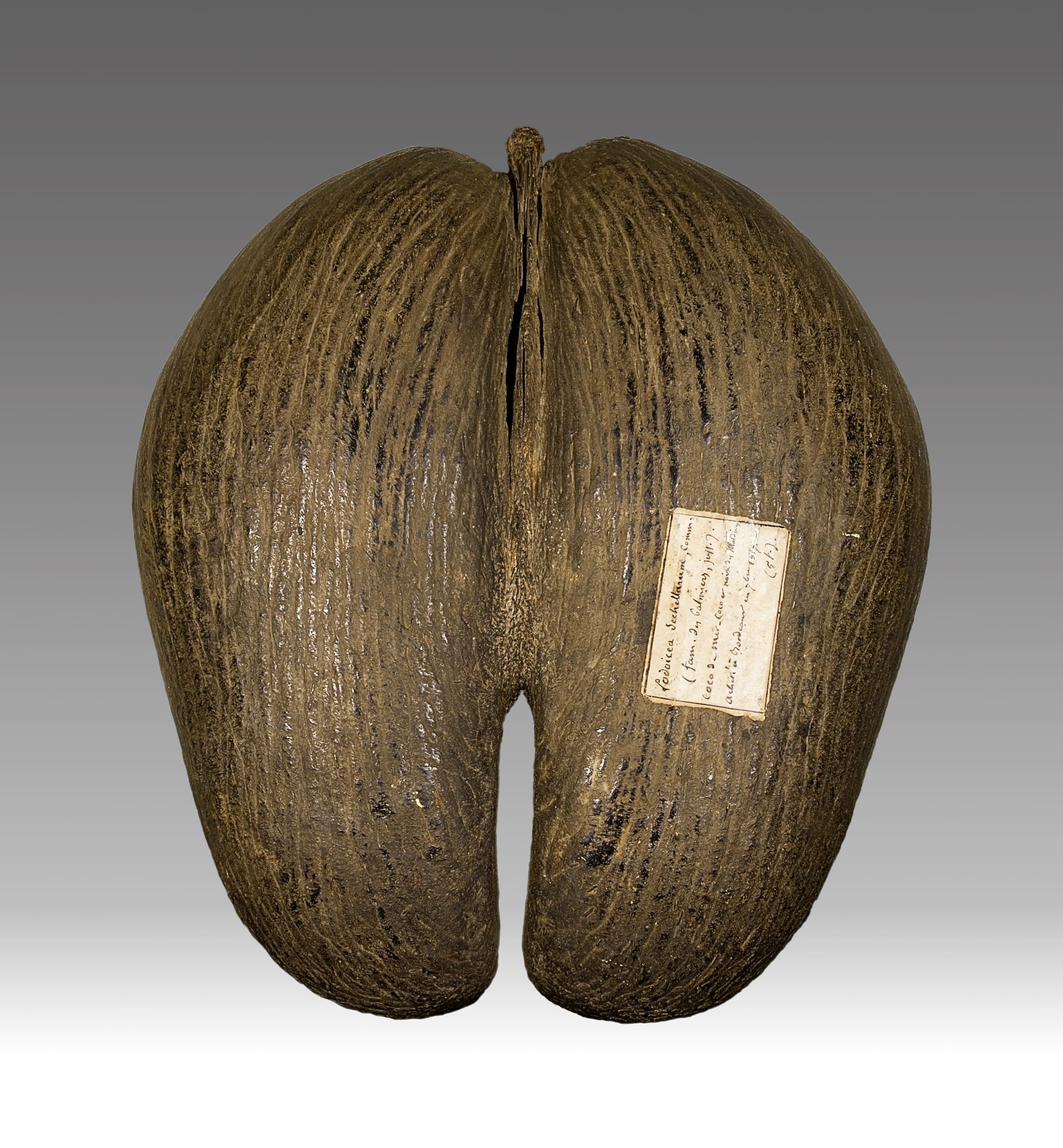 The forbidden fruit of paradise? The ‘discovery’ of the coco de mer ...