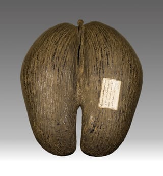 The forbidden fruit of paradise? The ‘discovery’ of the coco de mer ...